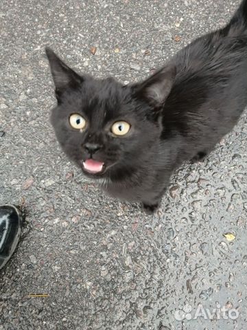 Котенок в добрые руки бесплатно