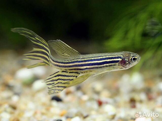 Отдадим в добрые руки рыбку и улиток