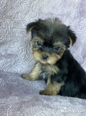 Йоркширский терьер