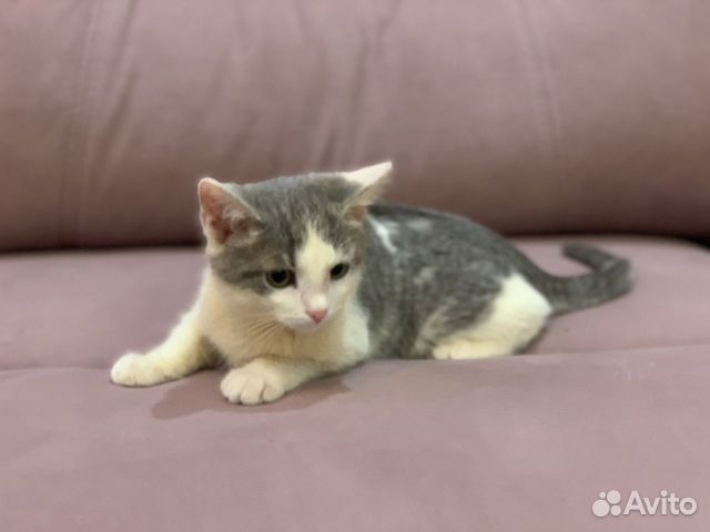 Котенок бесплатно