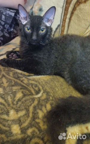 Корниш-рекс бесплатно