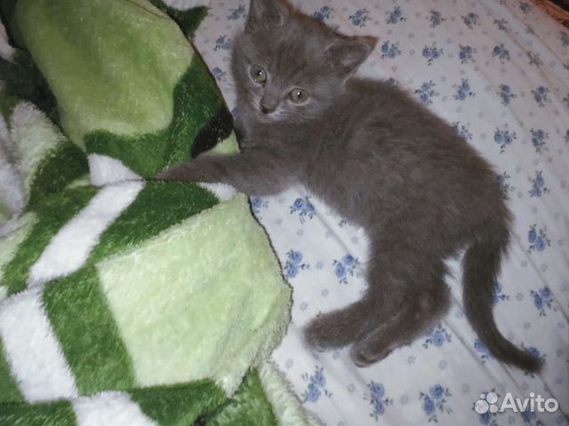 Британские котенок