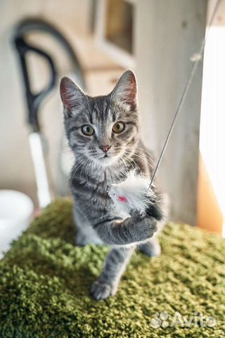 Котенок Чиграш 3.5мес в дар