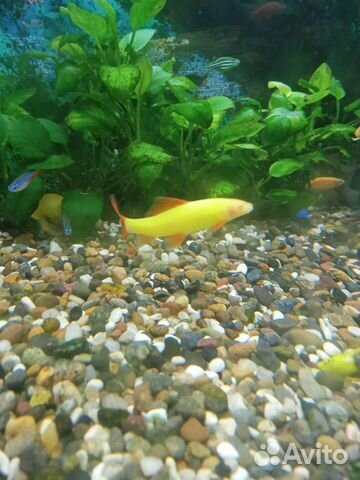 Аквариумные рыбки