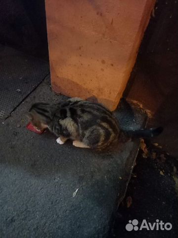 Очень красивый котенок в дар