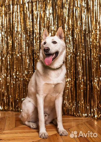 Очаровательный Чарли ищет свою семью