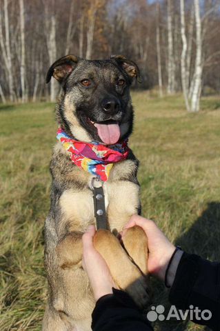 Забери из приюта Добби