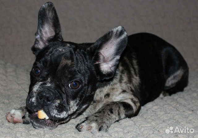 Французский бульдог