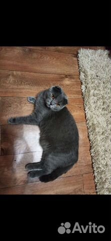 Продам шотландского котика