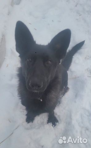 Потерялась собака