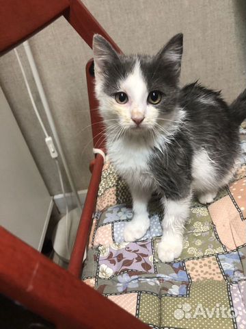 Кошечка «серая шейка»