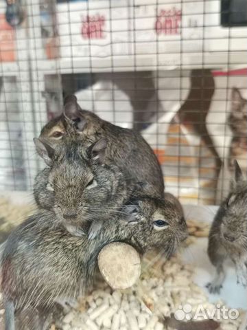 Белочка дегу с клеткой