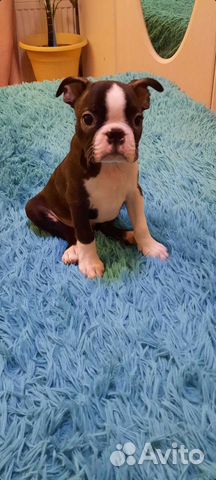 Щенки бостон терьер