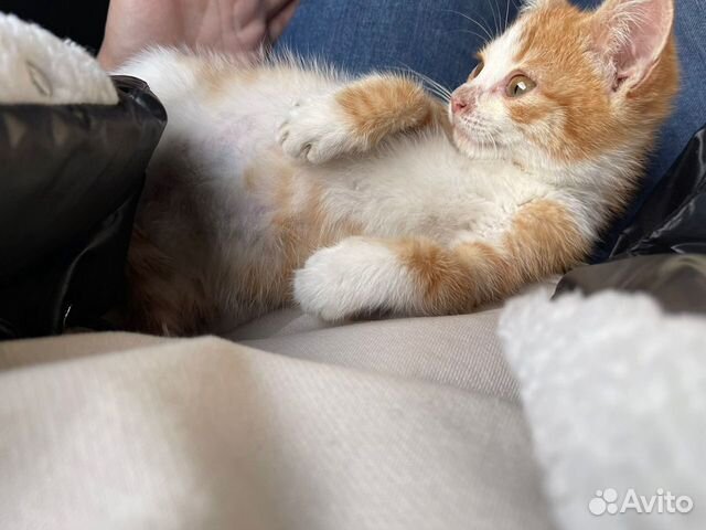 Рыжий бандит в поисках дома