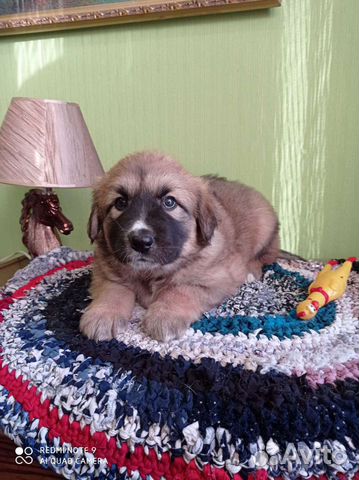 Щенок в добрые руки бесплатно