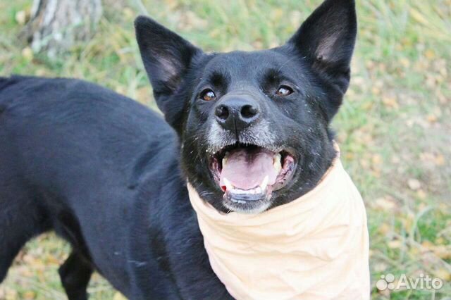 Ночку бросили хозяева и она попала в приют