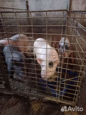 Продам вьетнамских поросят
