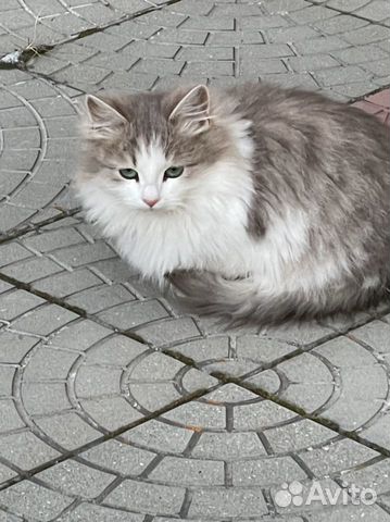 Кошечка (котенок) пушистая