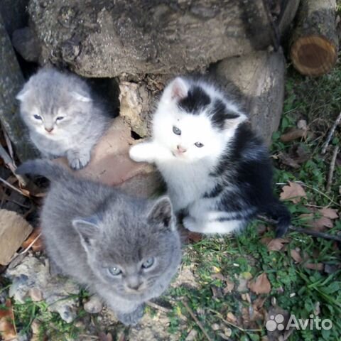Кошки в добрые руки бесплатно