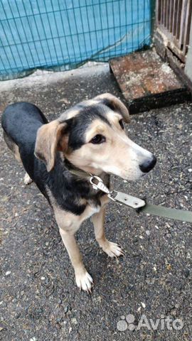 Собаки ее обижают