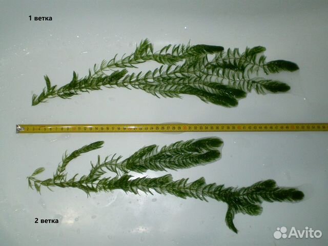 Роголистник погружённый