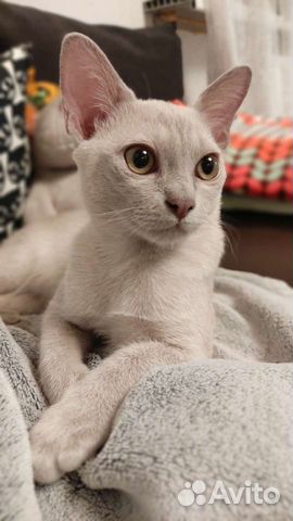 Бурманский котенок