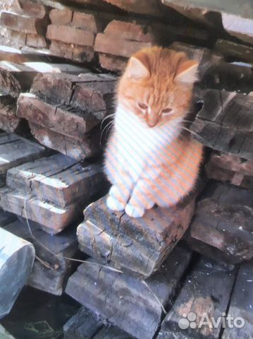 Рыжий котик