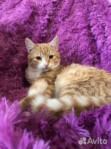 Котёнок домовёнок Кузя