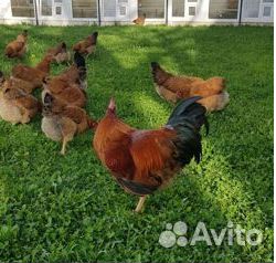 Продам Петуха Кучинская Юбилейная