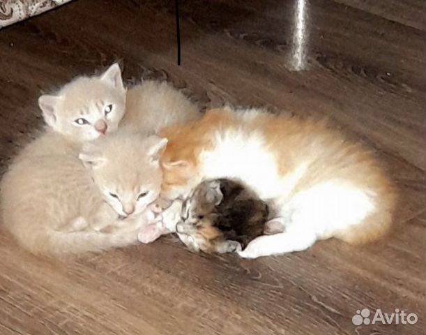 Котята