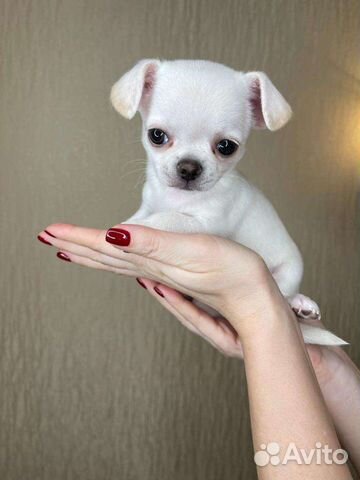 Щенки чихуахуа девочки