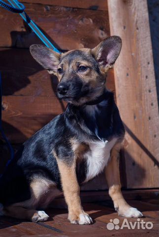 Ищет дом щенок не крупной Собачки Долли