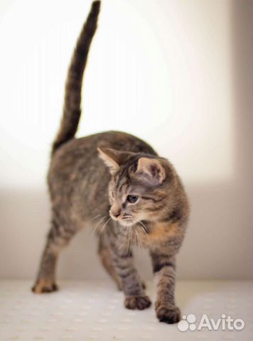 Котенку нужна помощь