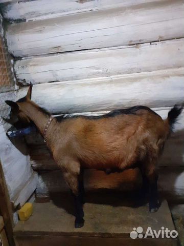 Продам козу