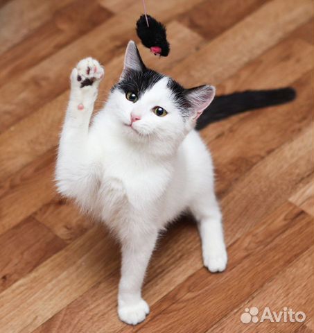 Котенок Синди в добрые руки