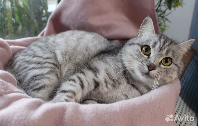 Кошечка Шарлотта