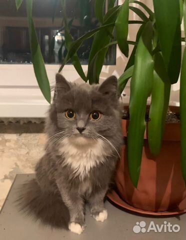 Кошка