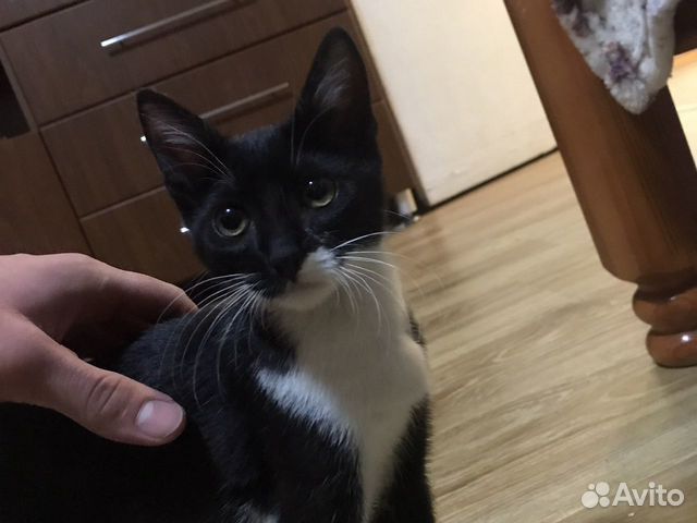 Кот