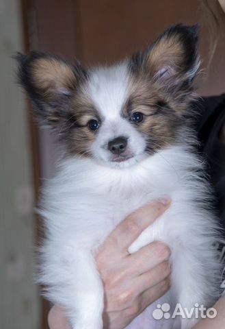 Красавчик папийон