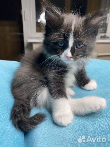 Котёнок девочка