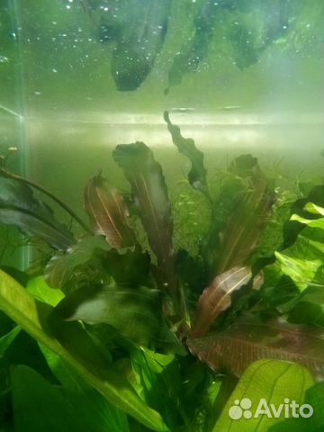 Аквариумные растения