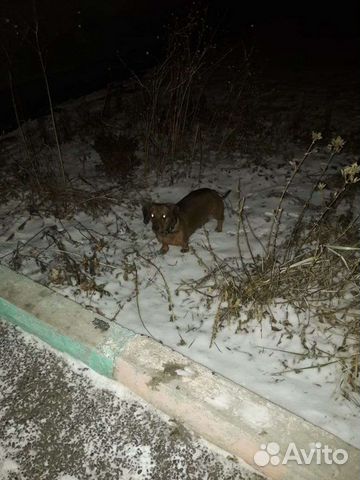 Такса беременная потеряшка