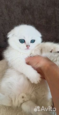 Серебристый мальчик ns11