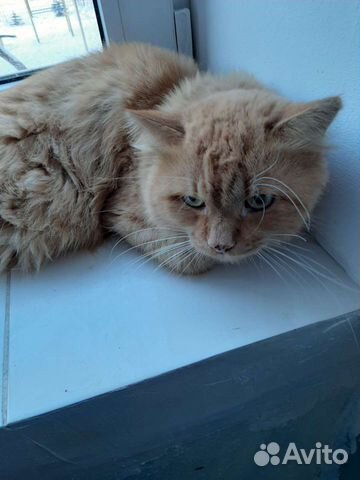 Кошки в добрые руки бесплатно