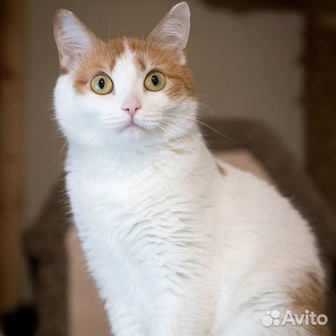 Кошечка Сабрина