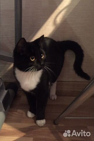 Котенок в добрые руки