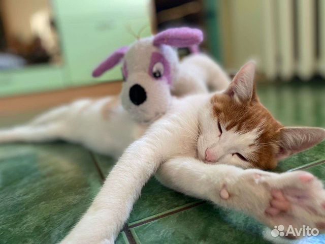 Солнечный котенок по имени Гарри, 6 месяцев