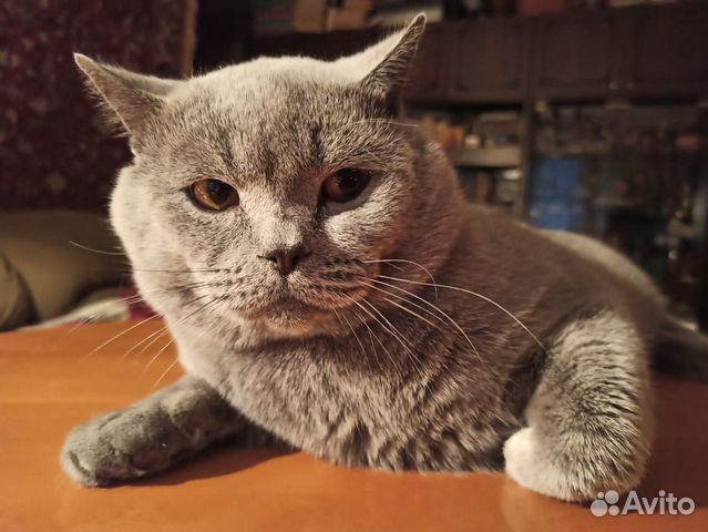 Британский кот в добрые руки