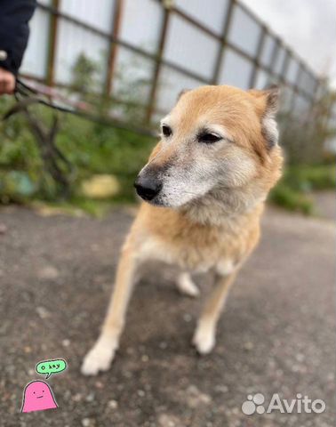 Собака Яна в добрые руки