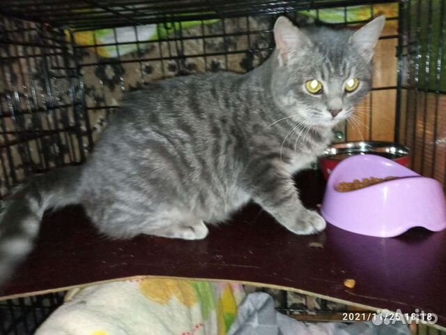 Котенок Сережа